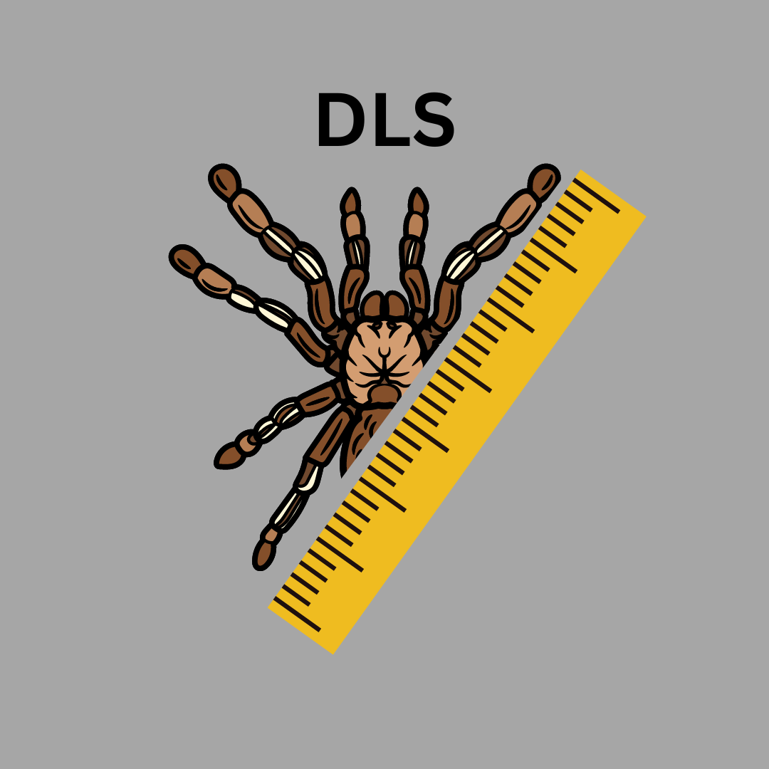 Diagonal Leg Span Measuring Your Tarantula Spider Shoppe diagonal-leg-span-measuring-your-tarantula-spider-shoppe