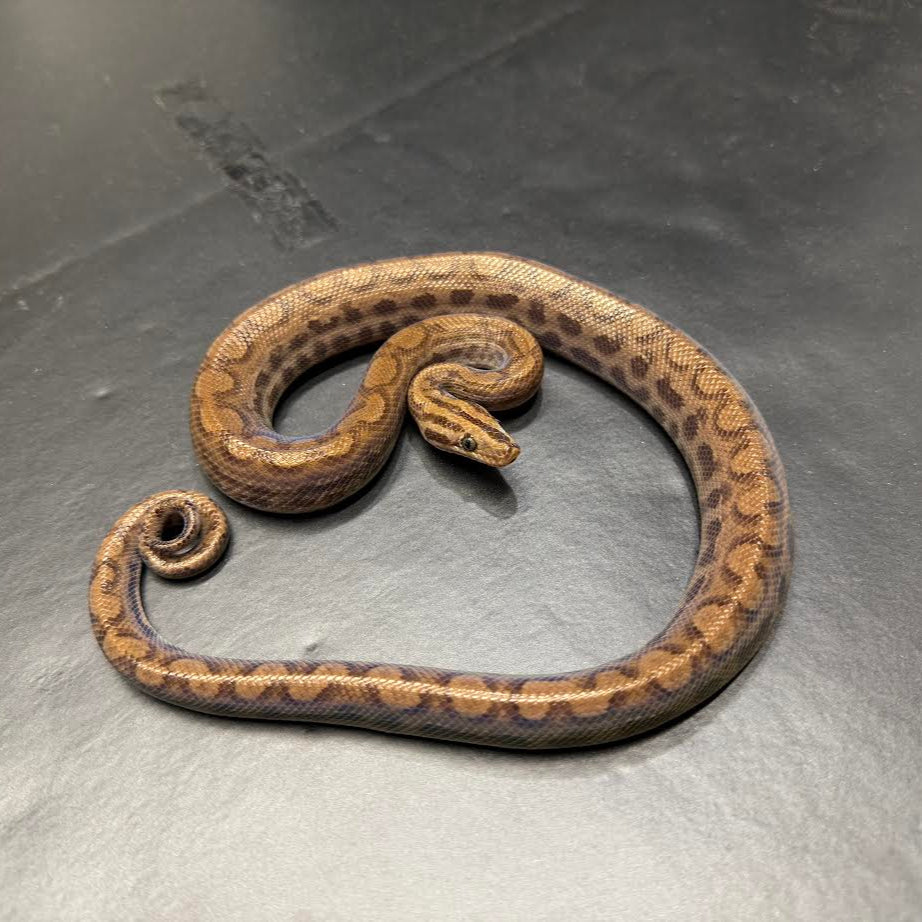 Epicrates cenchria (Costa Rican Rainbow Boa) – Spider Shoppe