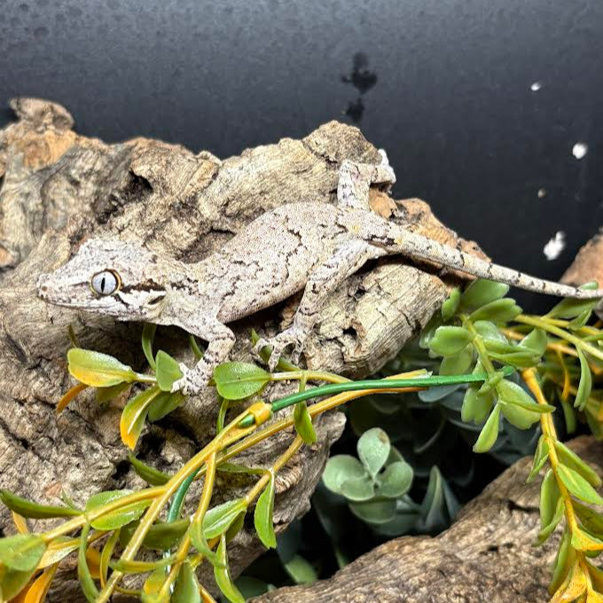 Rhacodactylus auriculatus (Gargoyle Gecko) '25 Reticulated Normal ...