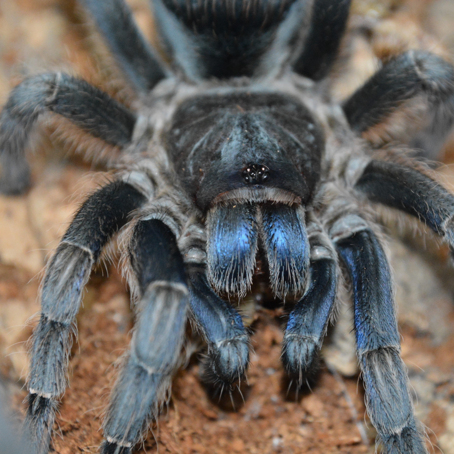 Tarantulas – Spider Shoppe