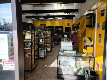 Spider Shoppe - Tarantulas for sale