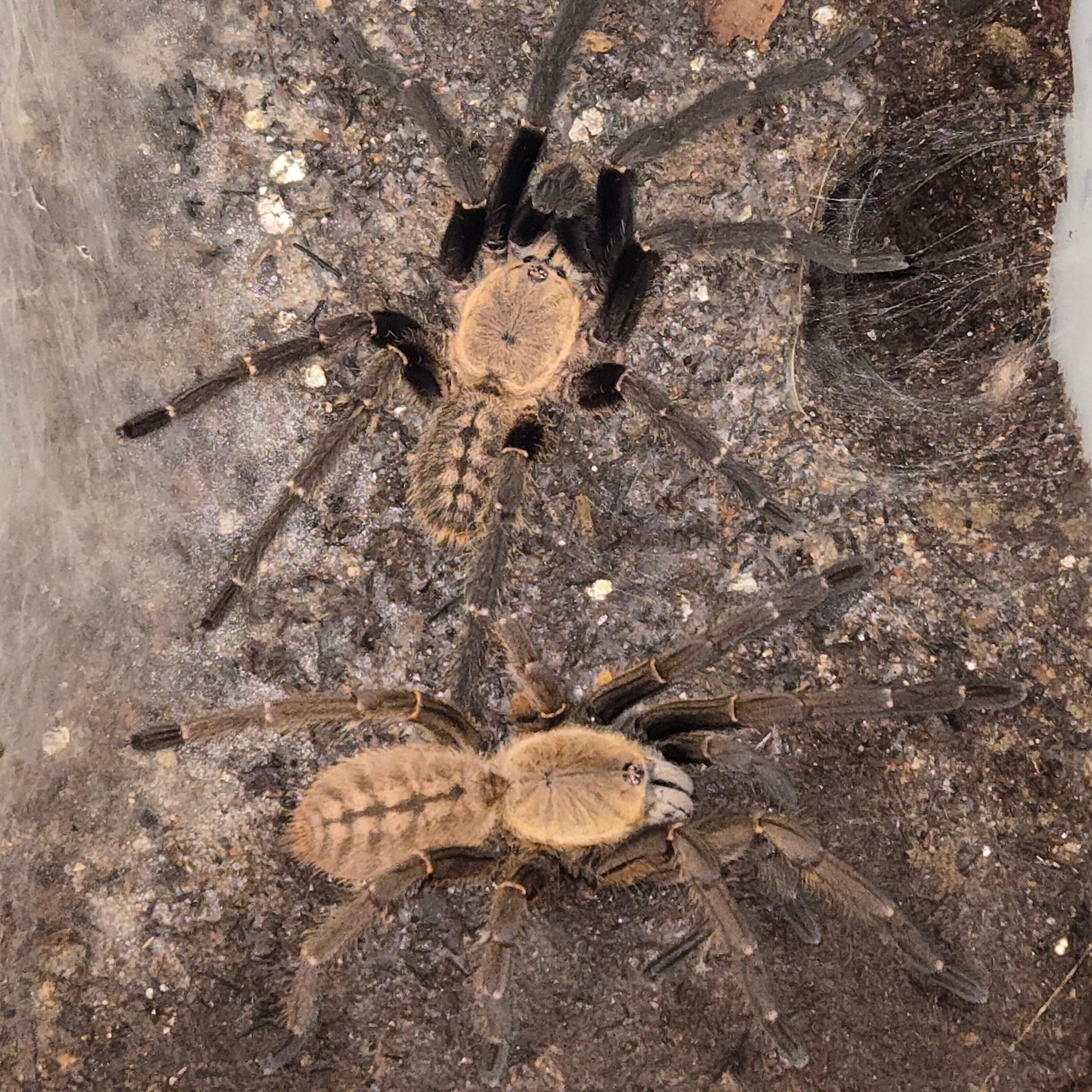 Cyriopagopus sp 'Nhen Dep' (Nhen Dep Earth Tiger) 4" MALE – Spider Shoppe