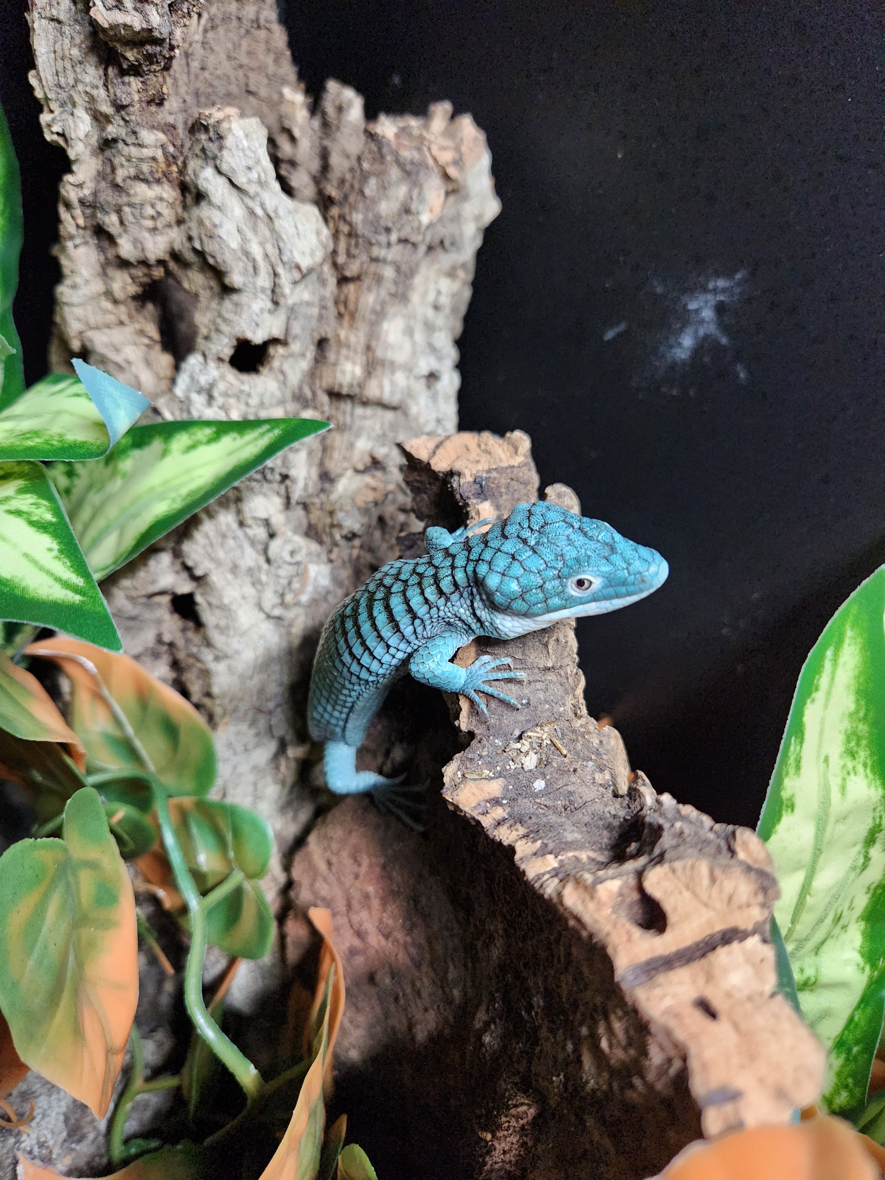 Abronia graminea (Mexican Alligator Lizard) – Spider Shoppe