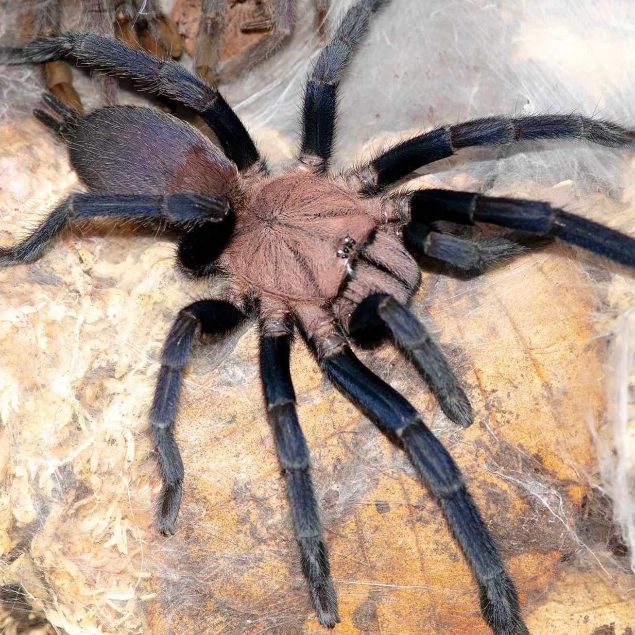 Orphnaecus sp 'Kordillera' (Kordillera Blue) 4" FEMALE – Spider Shoppe