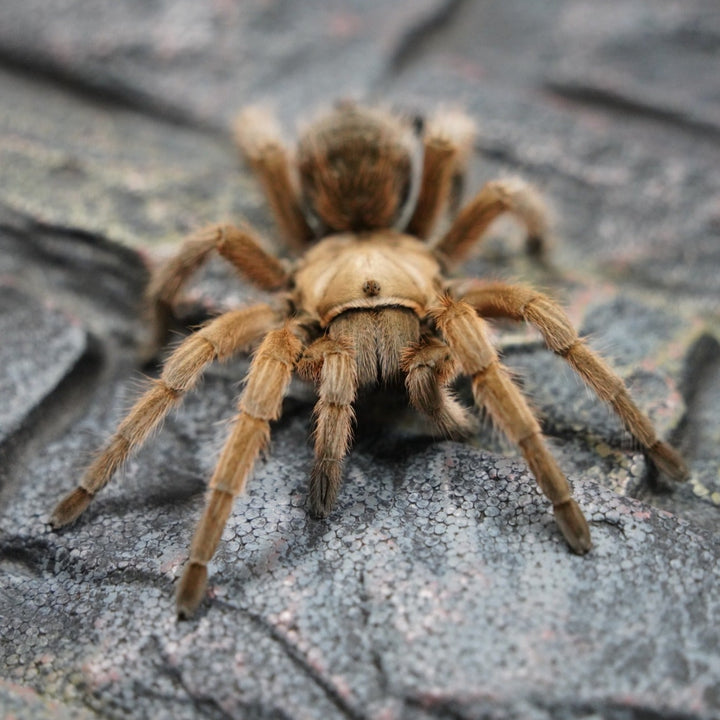 Tarantulas – Spider Shoppe