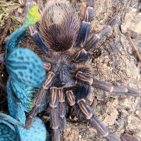Thrixopelma longicolli (Peruvian Blue Zebra) 0.5" – Spider Shoppe