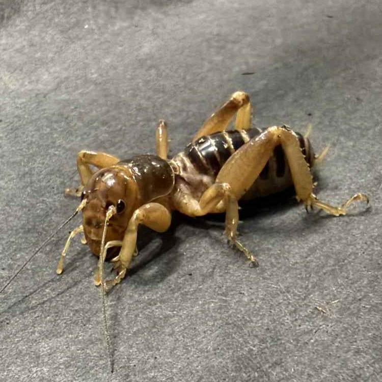 Stenopelmatus fuscus (Jerusalem Cricket) 1-2" – Spider Shoppe