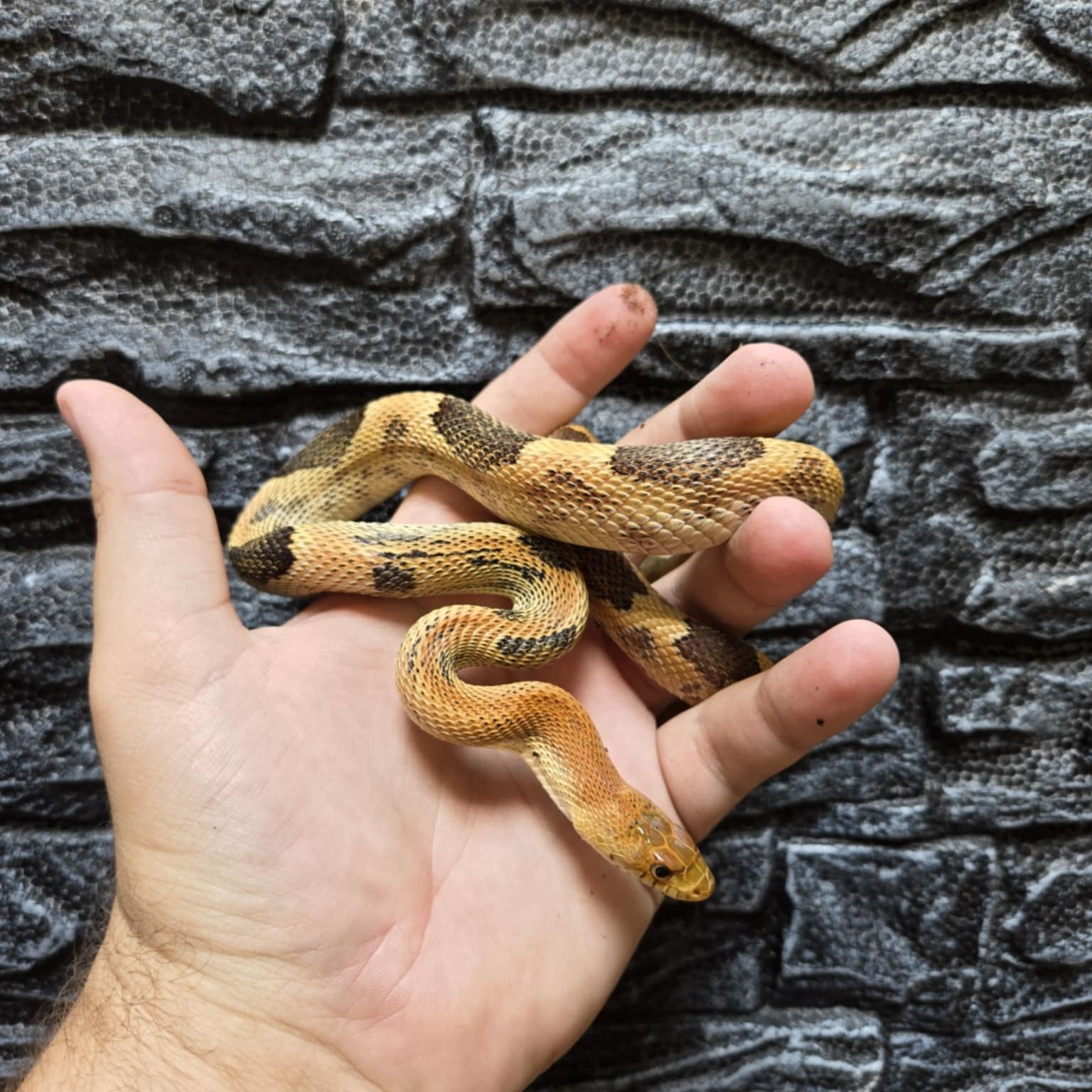 Pituophis deppei (Mexican Pine Snake) CB 2024 – Spider Shoppe