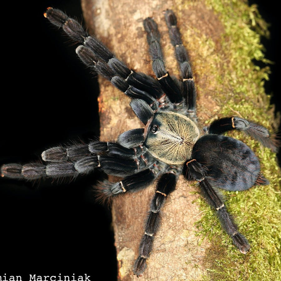 What's New? Tarantulas – Spider Shoppe