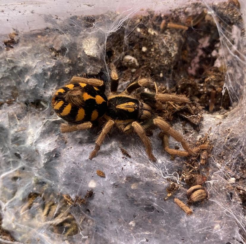 Hapalopus triseriatus (Lemon Patch) 1.5-2" FEMALES – Spider Shoppe