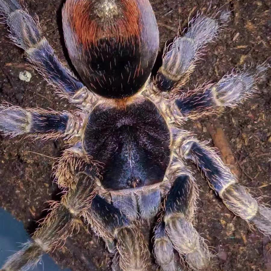 Tarantulas – Spider Shoppe