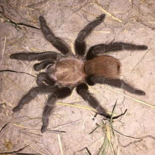 Aphonopelma anax (Texas Tan) 2" – Spider Shoppe