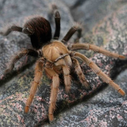 Tarantulas – Spider Shoppe