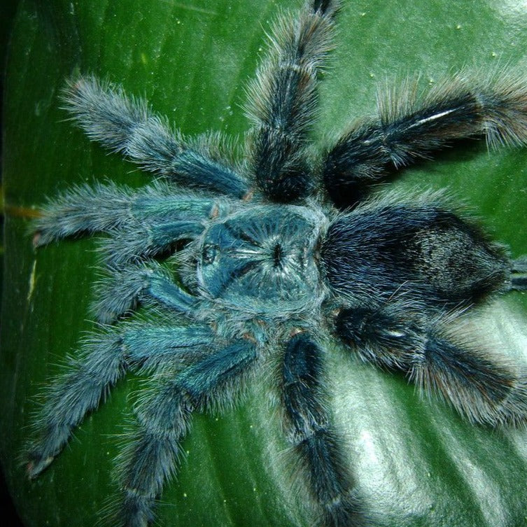 Avicularia geroldi (Brazilian Blue-Green Pink Toe) – Spider Shoppe