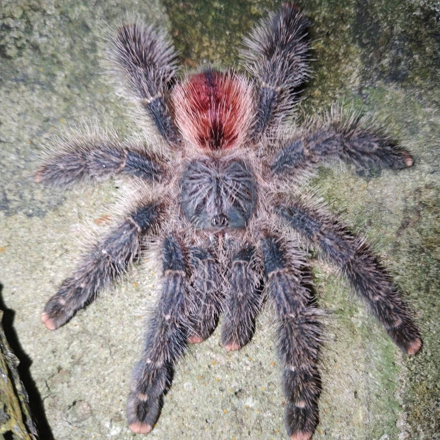 Tarantulas – Spider Shoppe