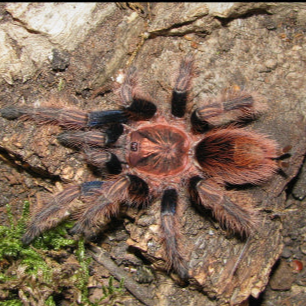 Tarantulas – Spider Shoppe