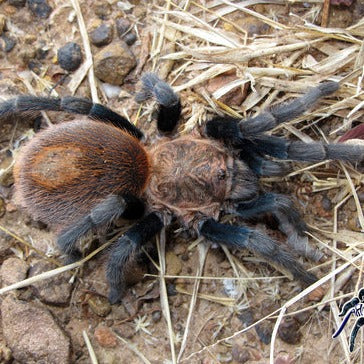 Bonnetina tanzeri (Michoacan Red Rump) 1.5-2" FEMALES – Spider Shoppe