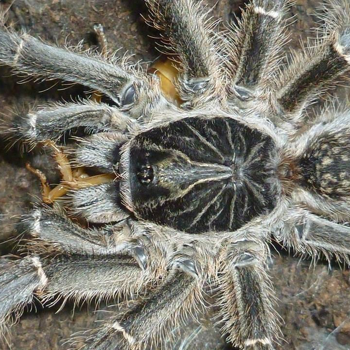 Ceratogyrus meridionalis (Zimbabwe Grey Baboon) – Spider Shoppe