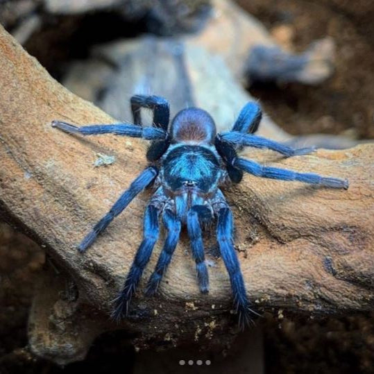 Holothele sericea (Dominican Blue Dwarf) 0.5" – Spider Shoppe