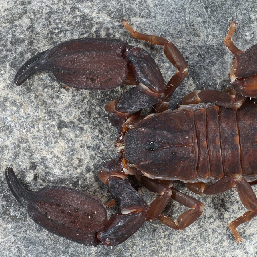 Other Inverts – Spider Shoppe