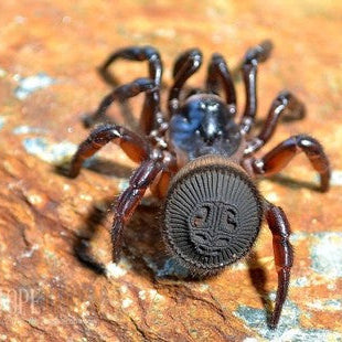 Cyclocosmia latusicosta (Asian Hourglass) – Spider Shoppe