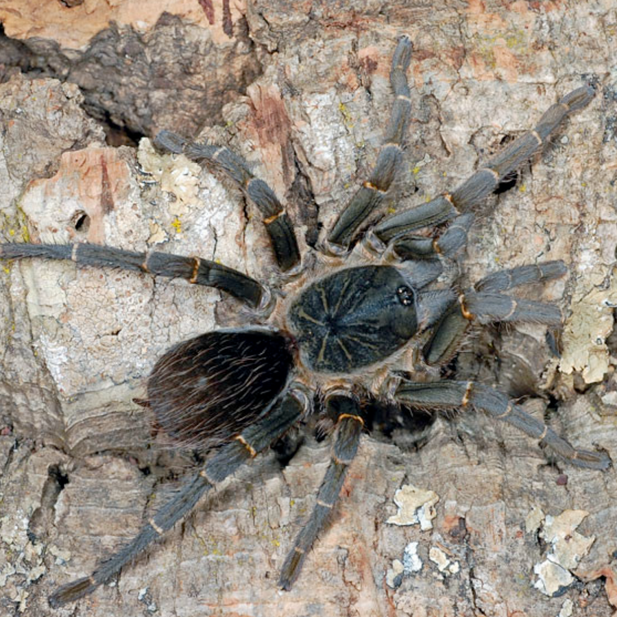 What's New? Tarantulas – Spider Shoppe