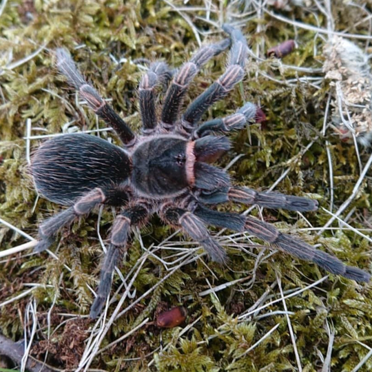 Spider Shoppe - Tarantulas for sale