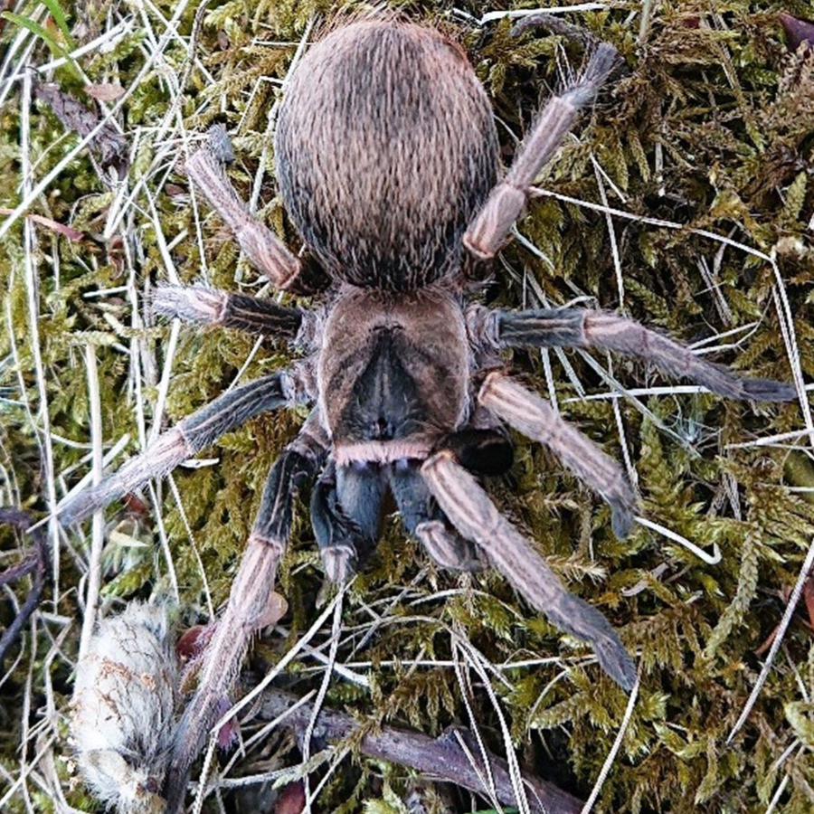 What's New? Tarantulas – Spider Shoppe