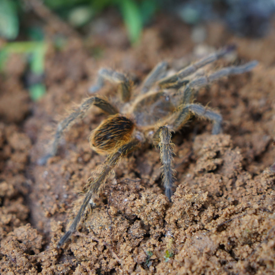 What's New? Tarantulas – Spider Shoppe