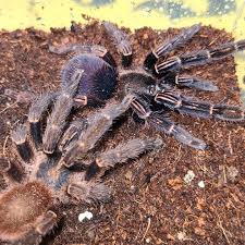 Ephebopus rufescens (Red Skeleton) 0.5" – Spider Shoppe