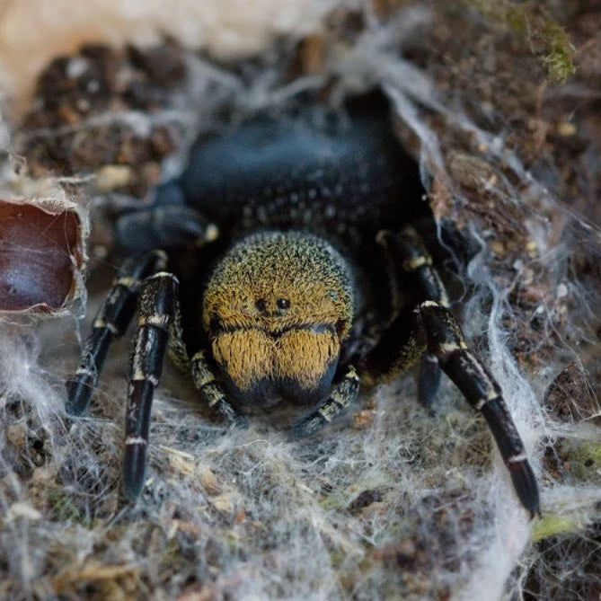 Eresus sp 'Balcanius' (Mediterranean Velvet) – Spider Shoppe