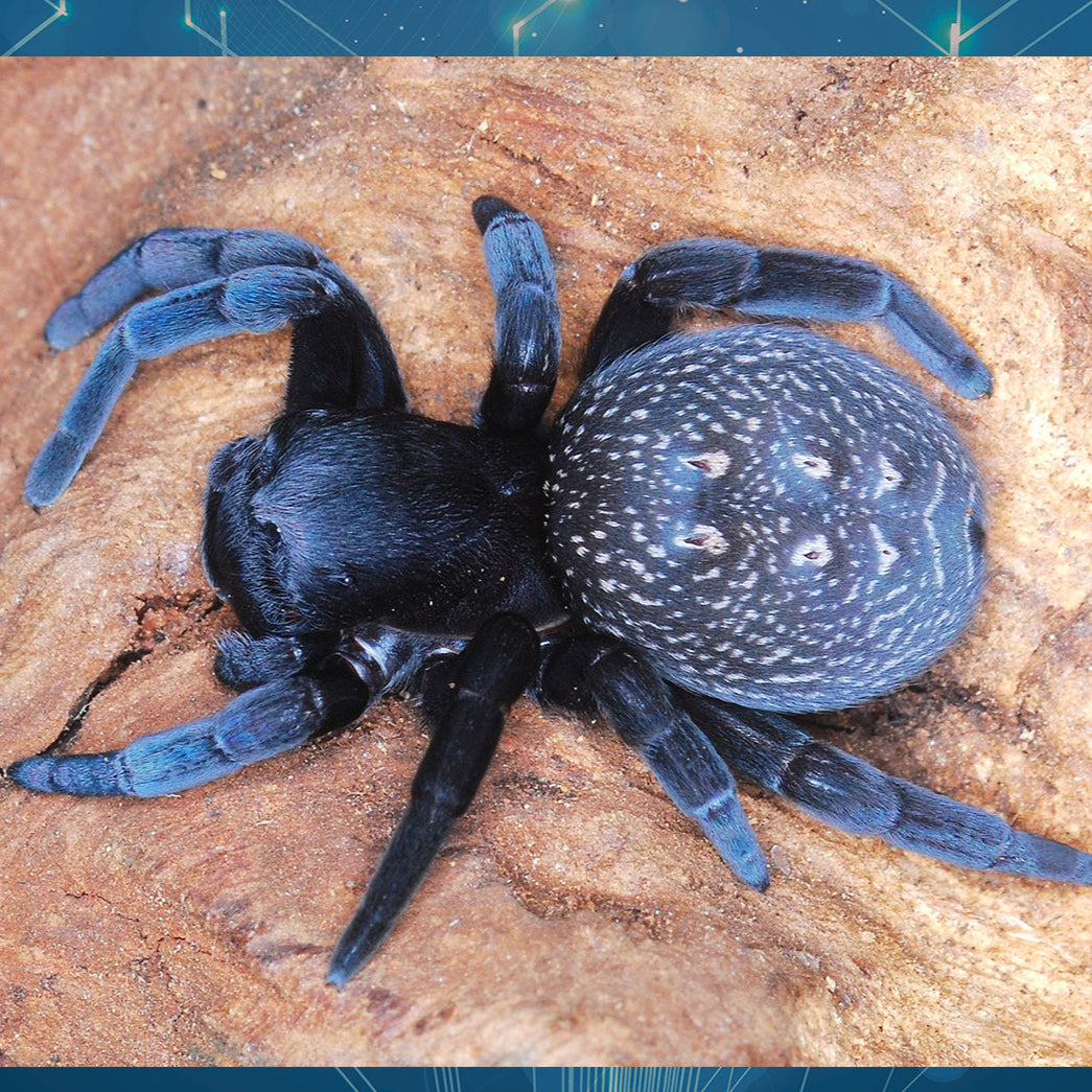 Eresus sp 'Blue Sidi Ifni' (Blue Velvet Spider) 0.125" – Spider Shoppe