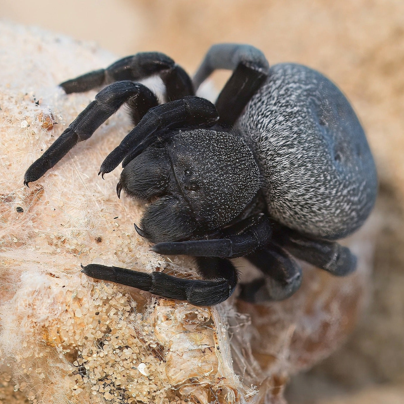 Eresus sp 'Bouarfa' (Moroccan Velvet Spider) – Spider Shoppe