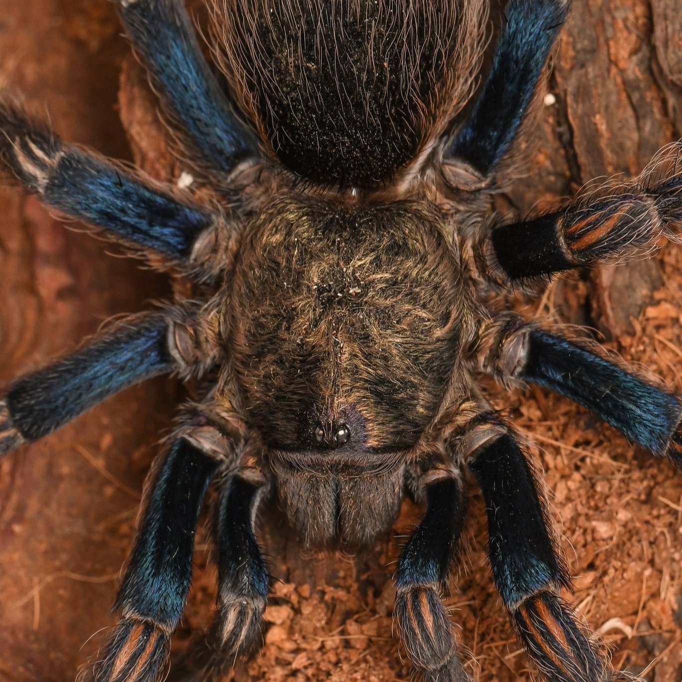 Euathlus truculentus 'Blue' (Chilean Blue Femur) 0.5" – Spider Shoppe