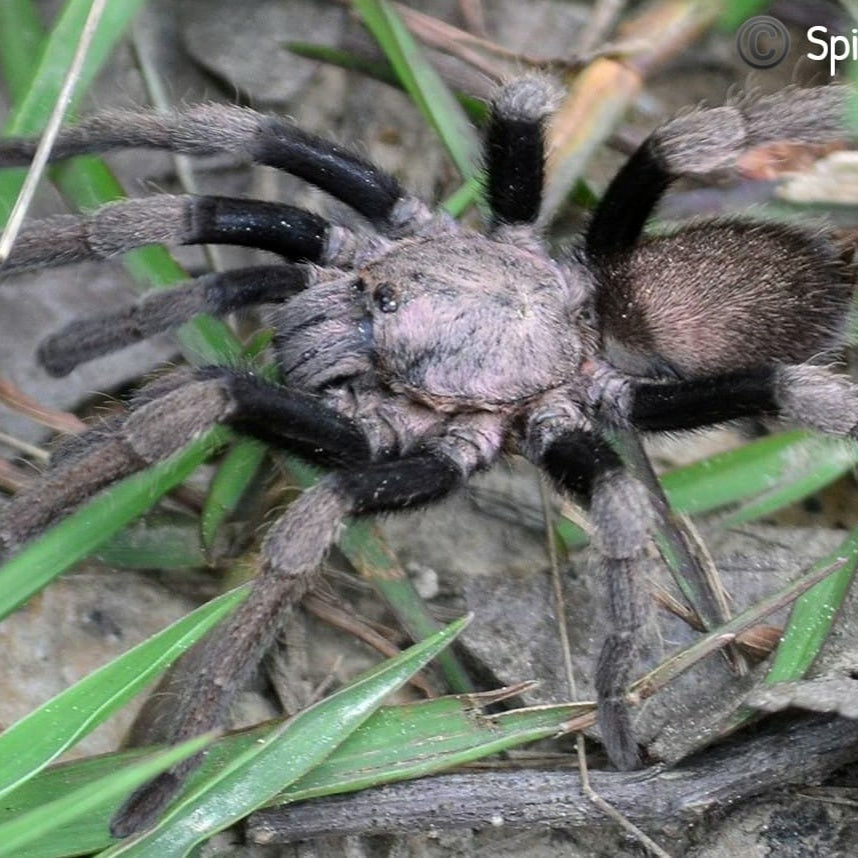 Haplocosmia nepalensis (Nepalese Earth Tiger) 3" FEMALE – Spider Shoppe
