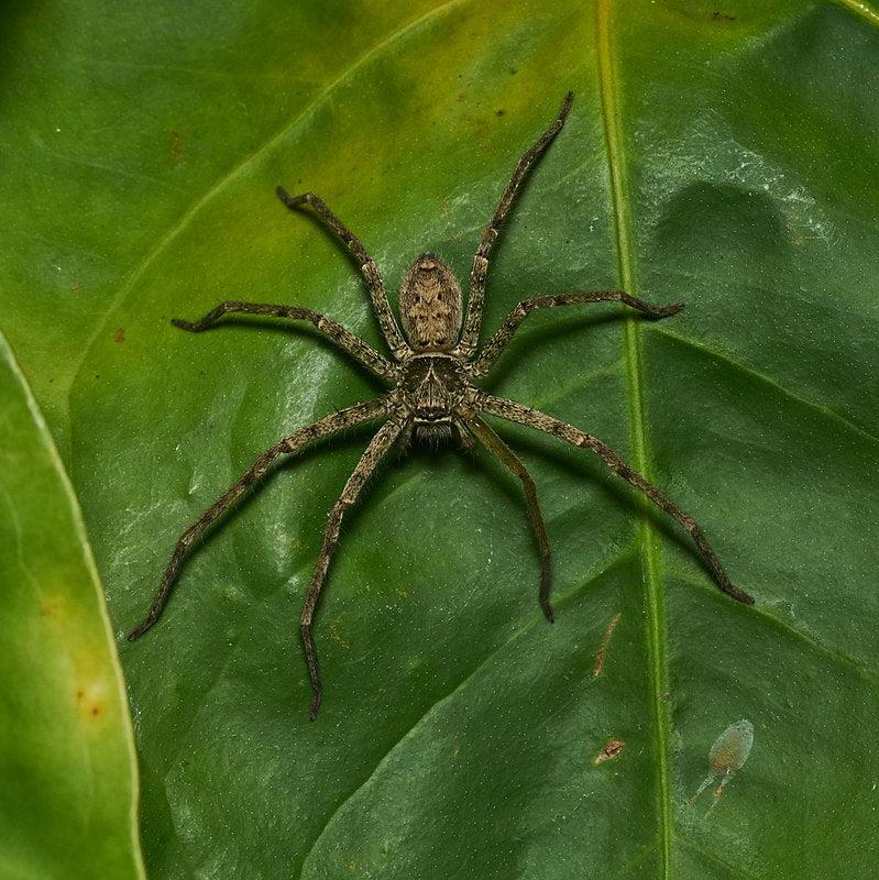 Heteropoda venatoria (Tropical Huntsman) 3-4" MALE & FEMALE – Spider Shoppe