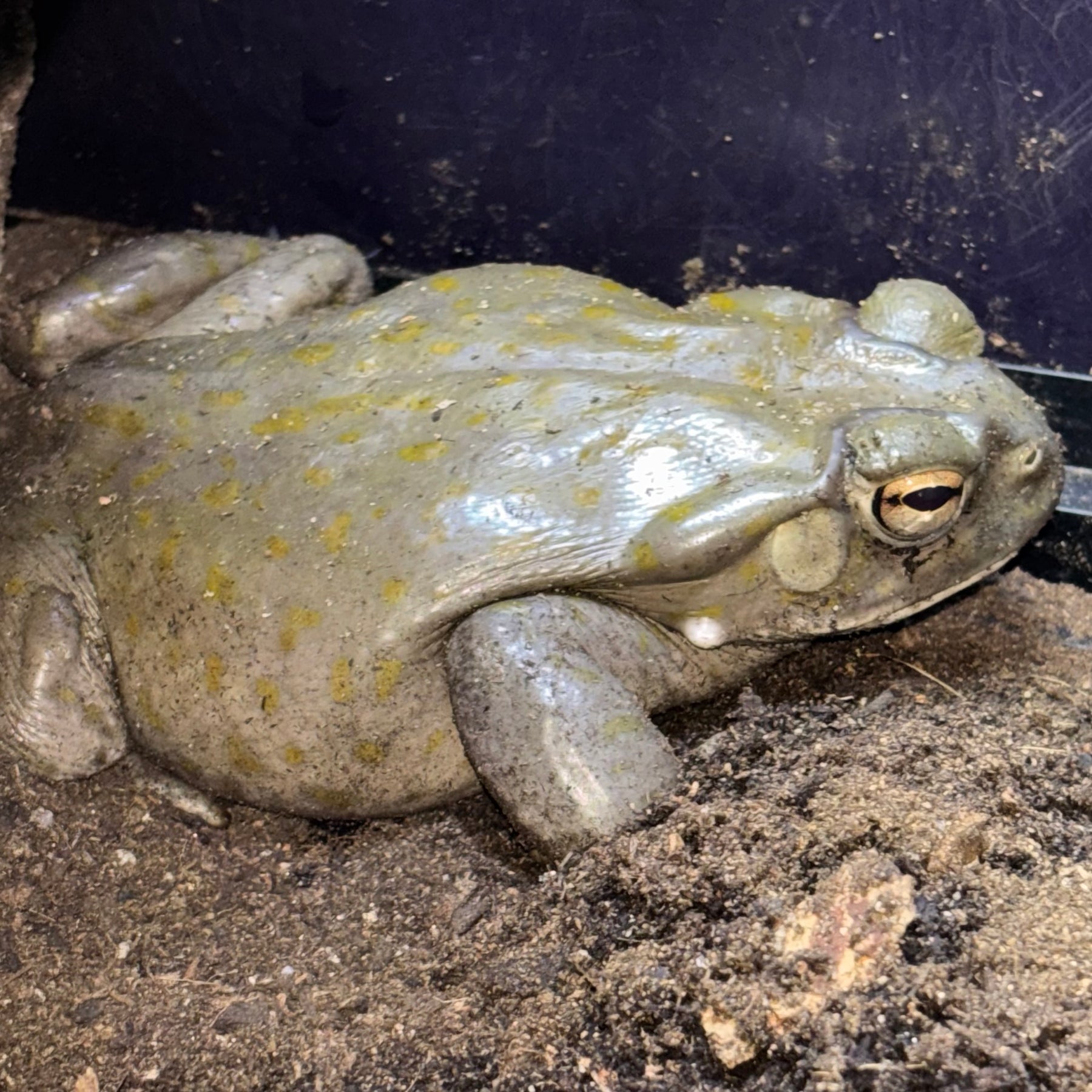 Incilius alvarius (Colorado River Toad) Sub/Adult – Spider Shoppe