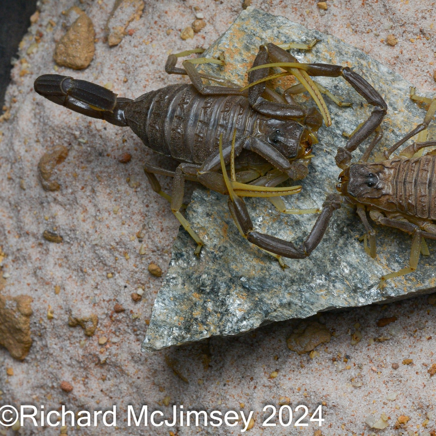 Other Inverts – Spider Shoppe