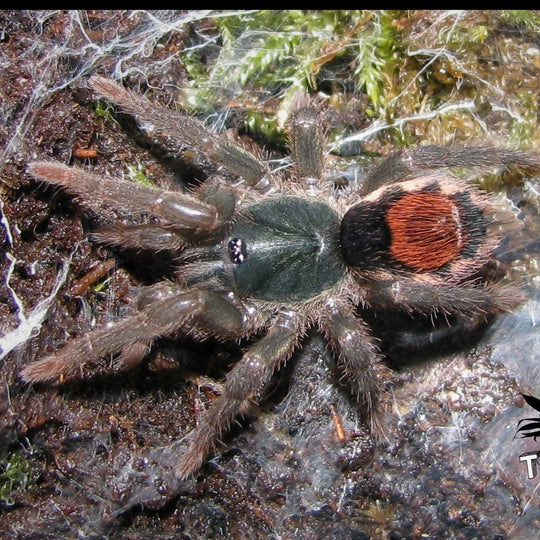 What's New? Tarantulas – Spider Shoppe