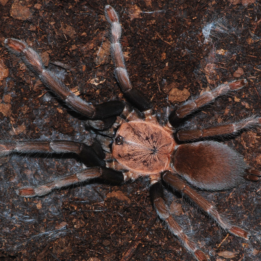What's New? Tarantulas – Spider Shoppe
