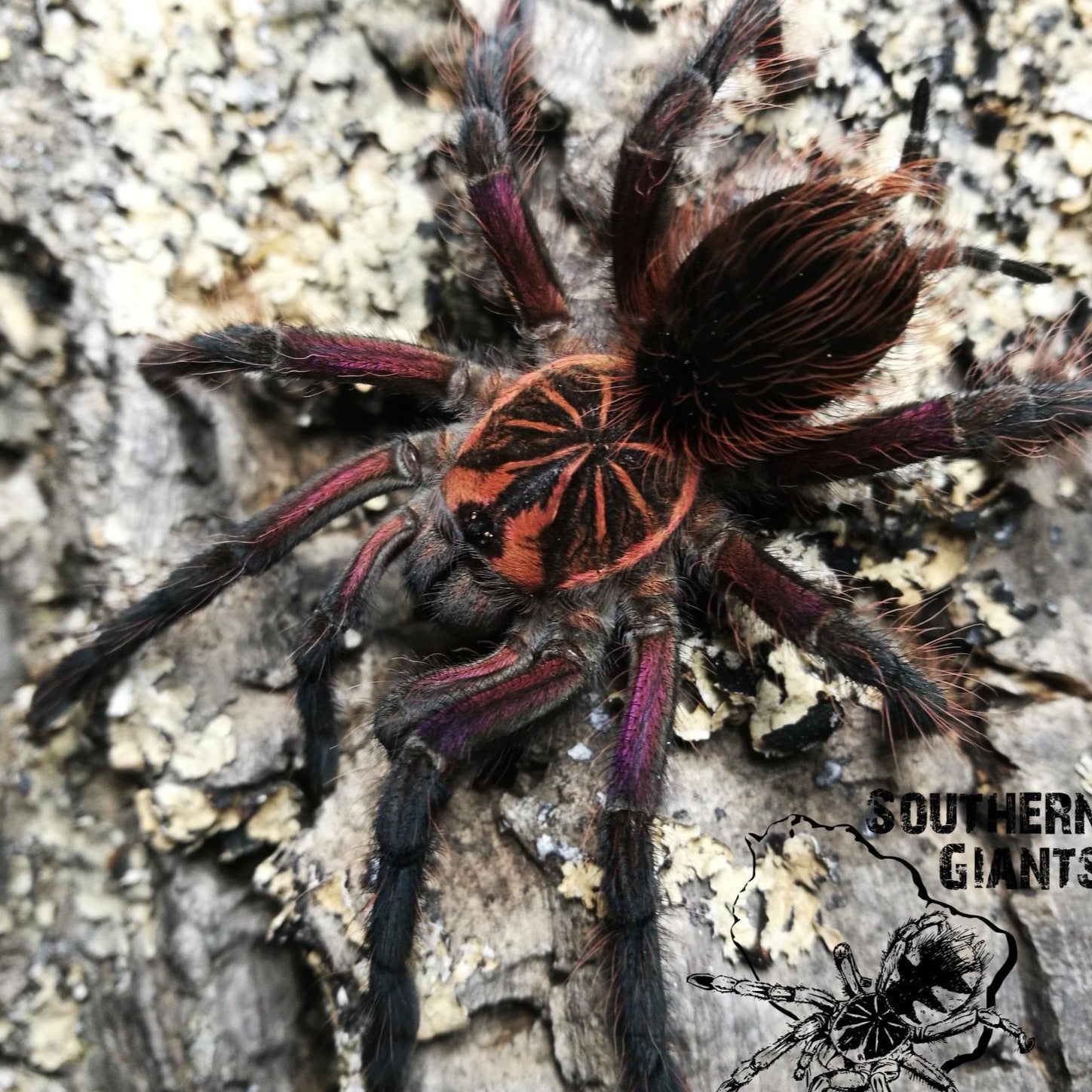 Pamphobeteus c.f. insignis (Ecuador) 4" MALE – Spider Shoppe