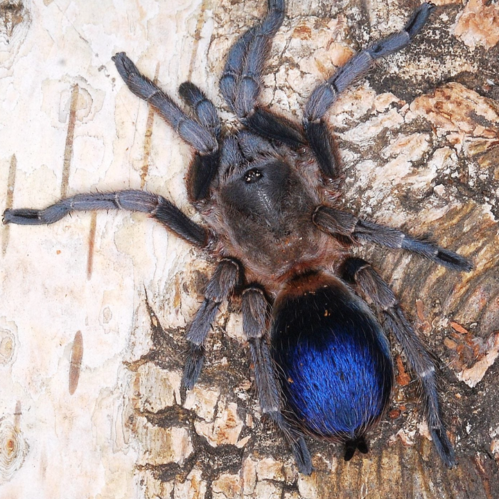 What's New? Tarantulas – Spider Shoppe