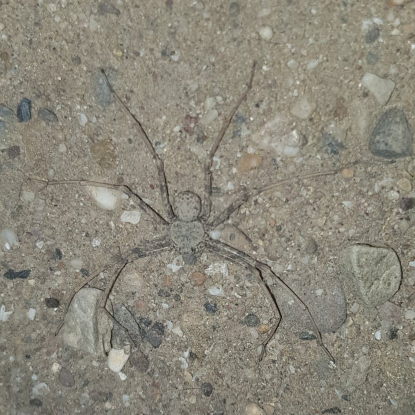 Sicarius gracilis (Ecuadorian Six-Eyed Sand Spider) – Spider Shoppe