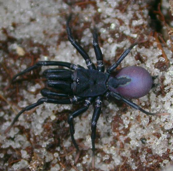 Sphodros abboti (Abbot's Purseweb Spider) 1" – Spider Shoppe