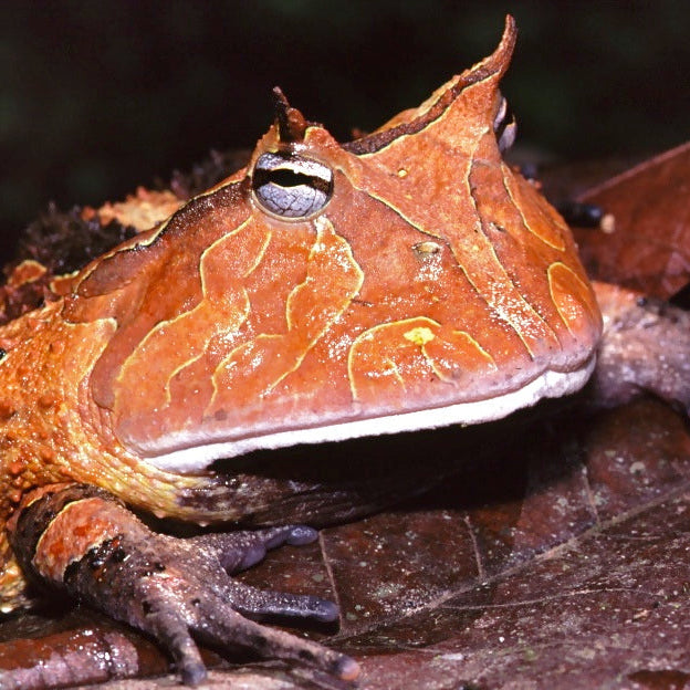 Ceratophrys cornuta (Amazon Horned Frog) ADULT – Spider Shoppe