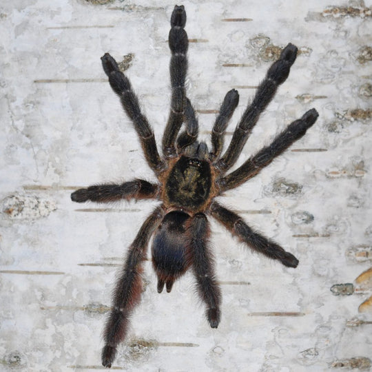 What's New? Tarantulas – Spider Shoppe