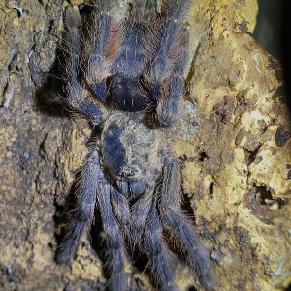 Tapinauchenius sp 'Yasuni' 2.5" MALE – Spider Shoppe