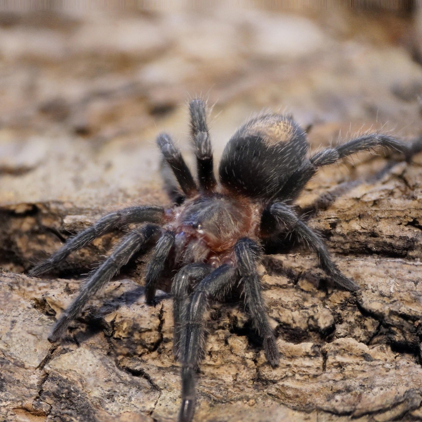 Thrixopelma cyaneolum (Cobalt Red Rump) 0.5" | 0.75-1" | 1-1.5 ...