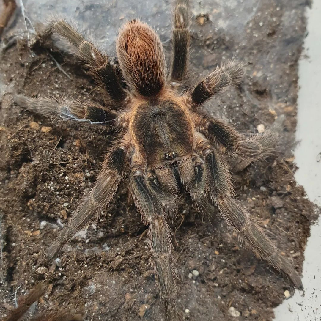 Urupelma peruvianum (Peru Mountain Dwarf) – Spider Shoppe