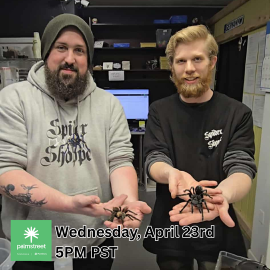Spider Shoppe - Tarantulas for sale